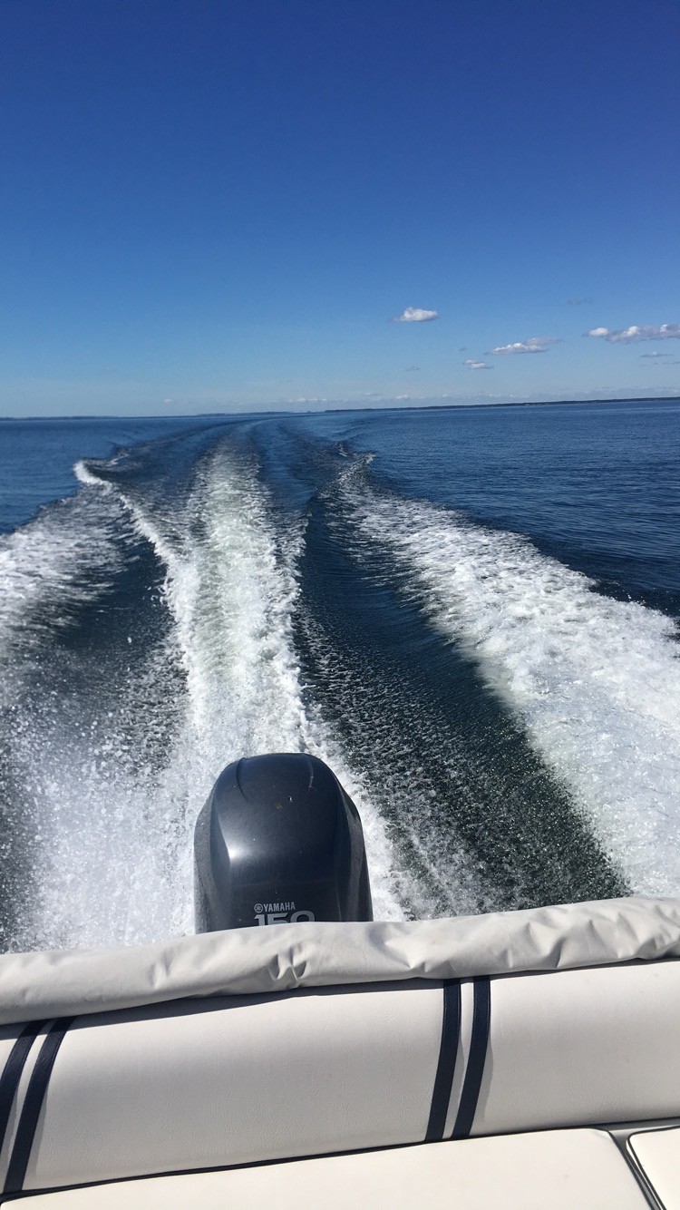 Crescent T Rex | Skipperi